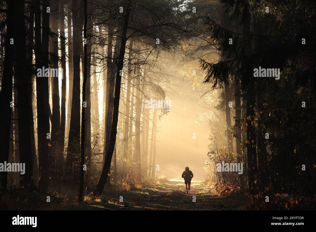 Forest path at sunrise Stock Photo - Alamy