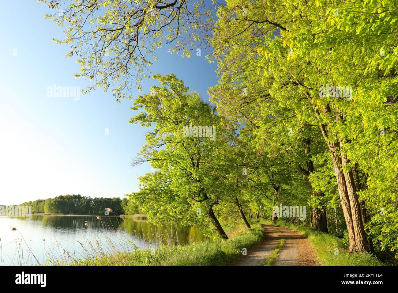 Rye spring hi-res stock photography and images - Alamy