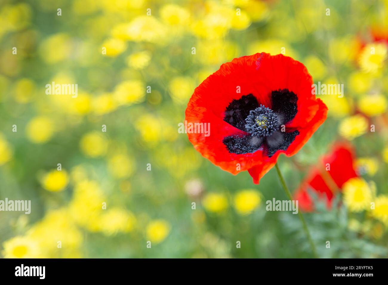 Red poppy flower closeup in summer, remembrance day symbol Stock Photo ...