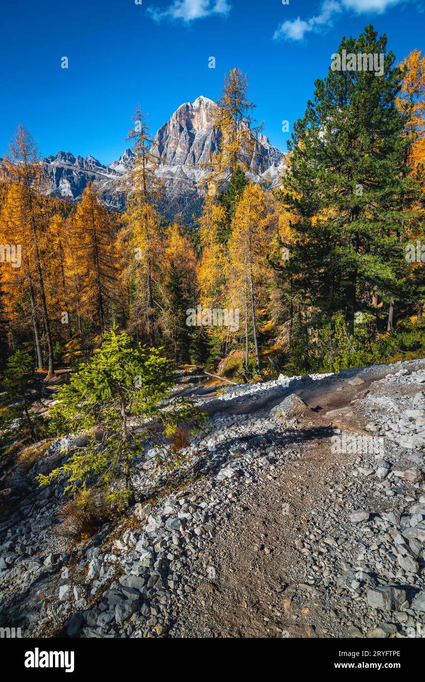 Amazing autumn alpine landscape with colorful redwood forest and ...