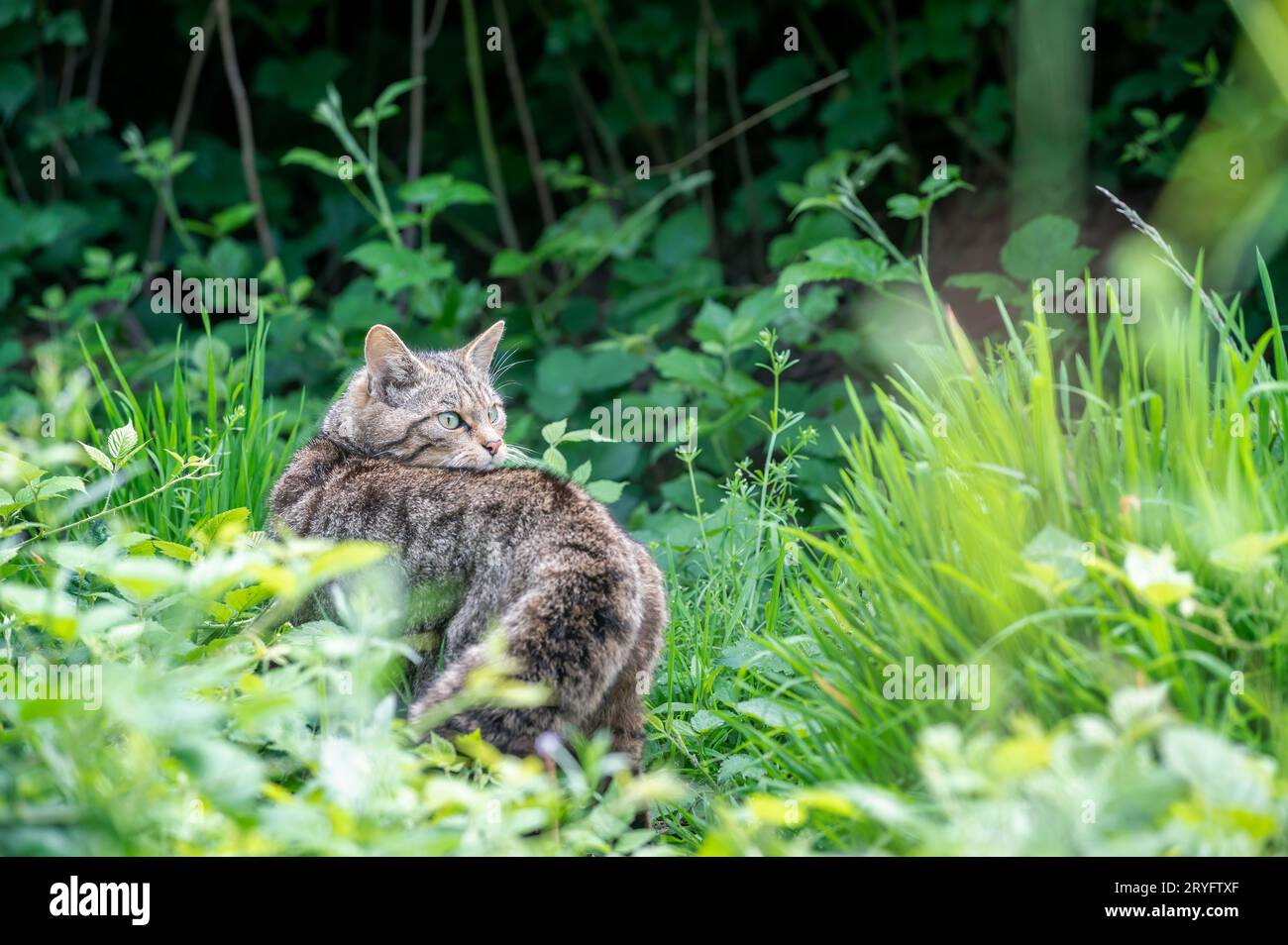 Scottish wildcat conservation action plan hi-res stock photography and ...