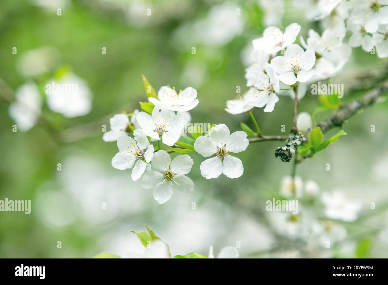 Closeup cherry spring tree hi-res stock photography and images - Alamy