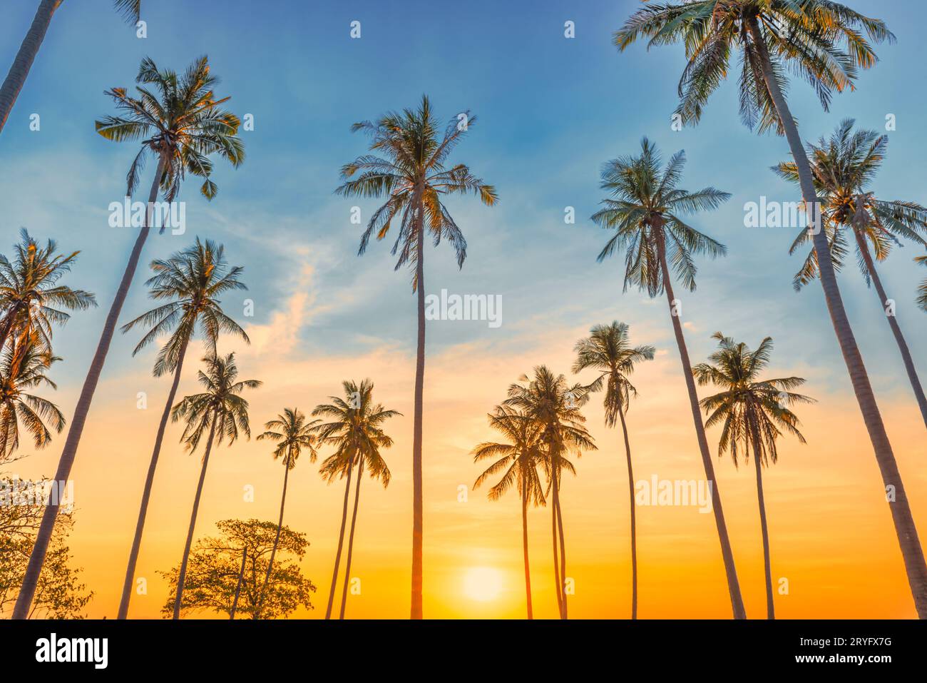 Beautiful sunset beach trees hi-res stock photography and images - Alamy