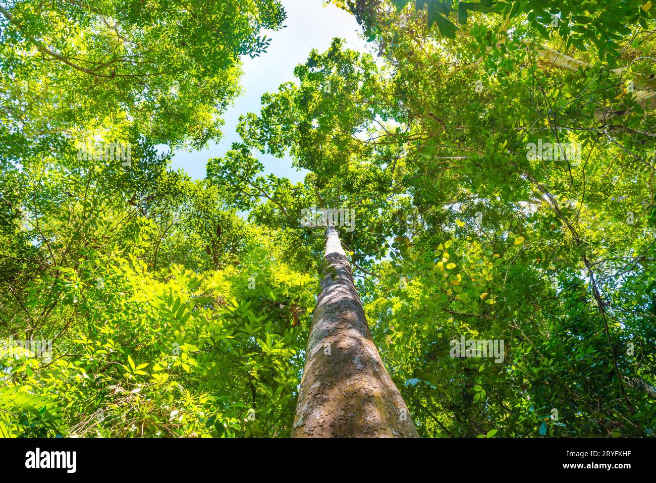 Nature green forest with big trees Stock Photo - Alamy
