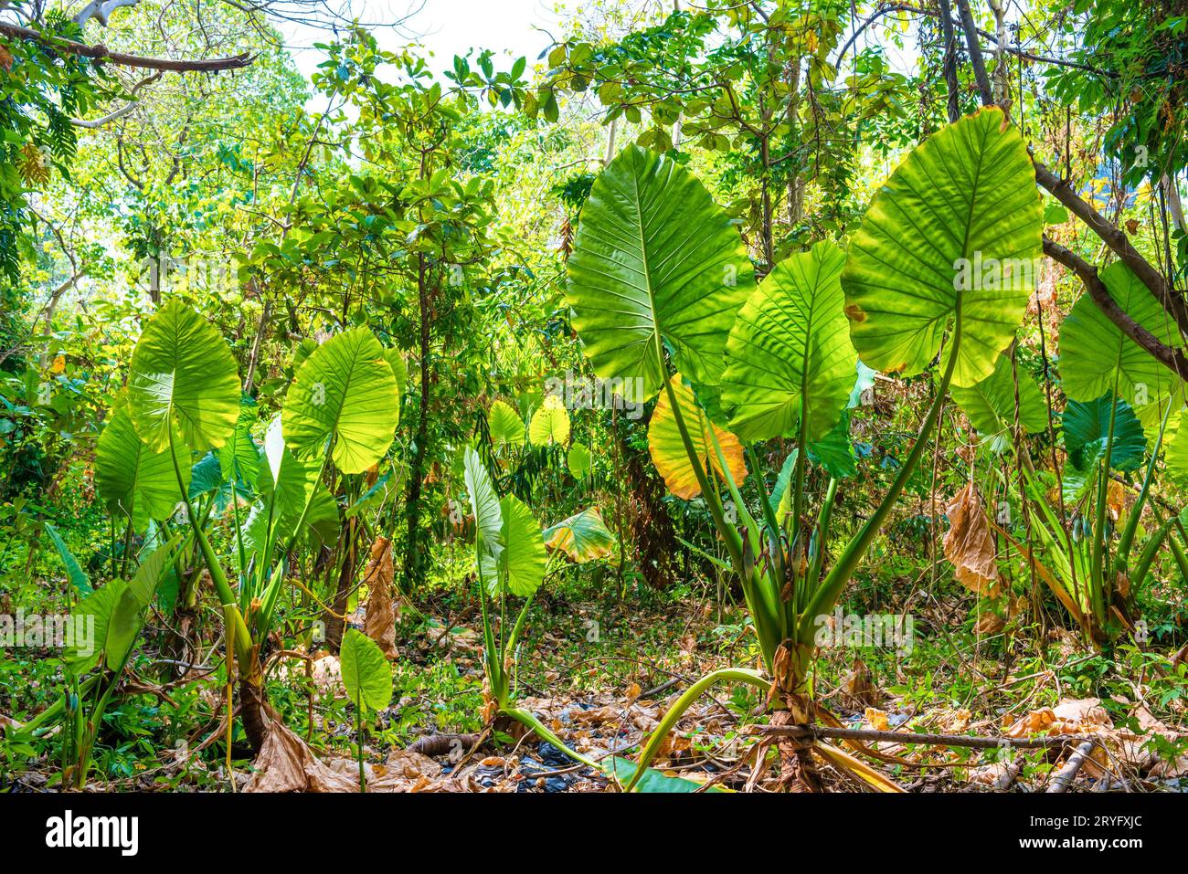 Tropical jungle rain forest hi-res stock photography and images - Alamy