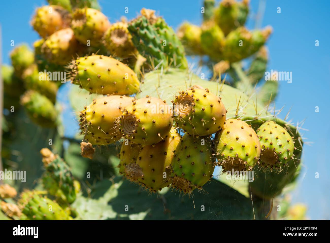 Cactus plant with fruits Stock Photo - Alamy