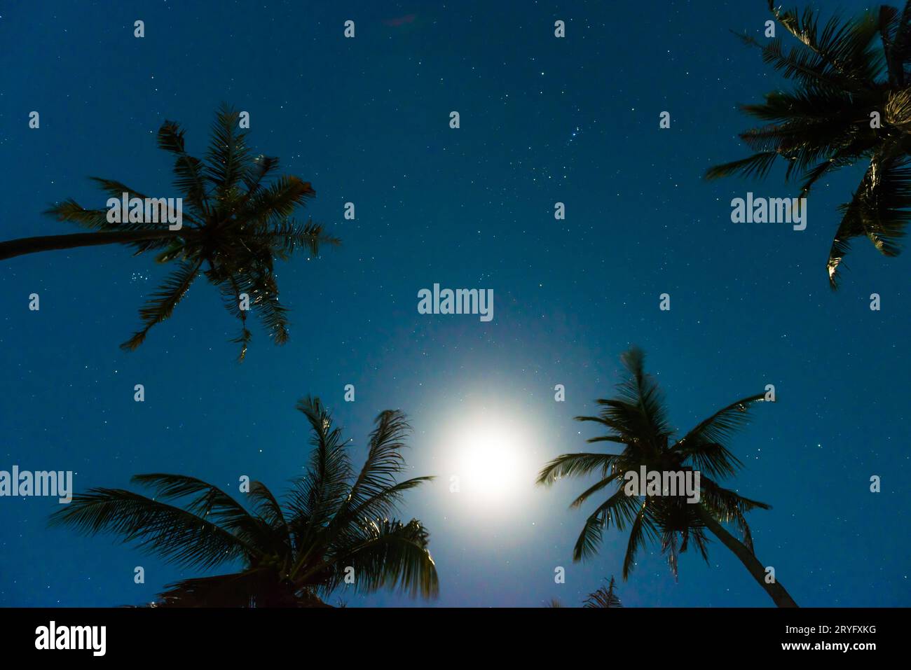 Night sky under trees hi-res stock photography and images - Alamy