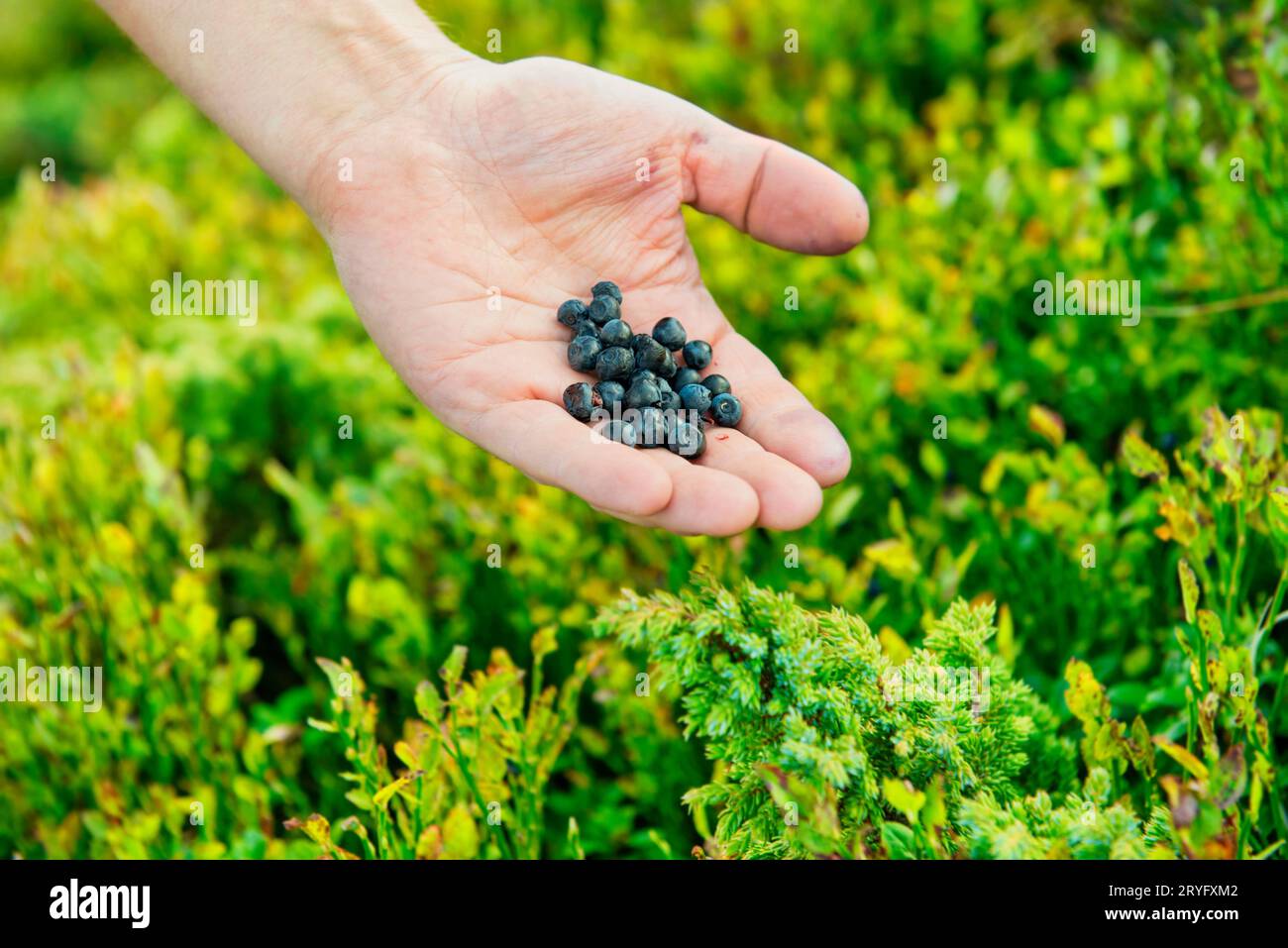 Hand full of wild blueberries Stock Photo - Alamy