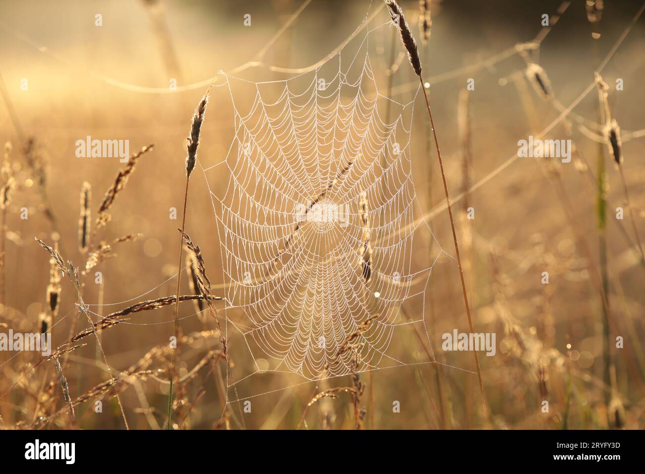 Vibrant spider hi-res stock photography and images - Alamy