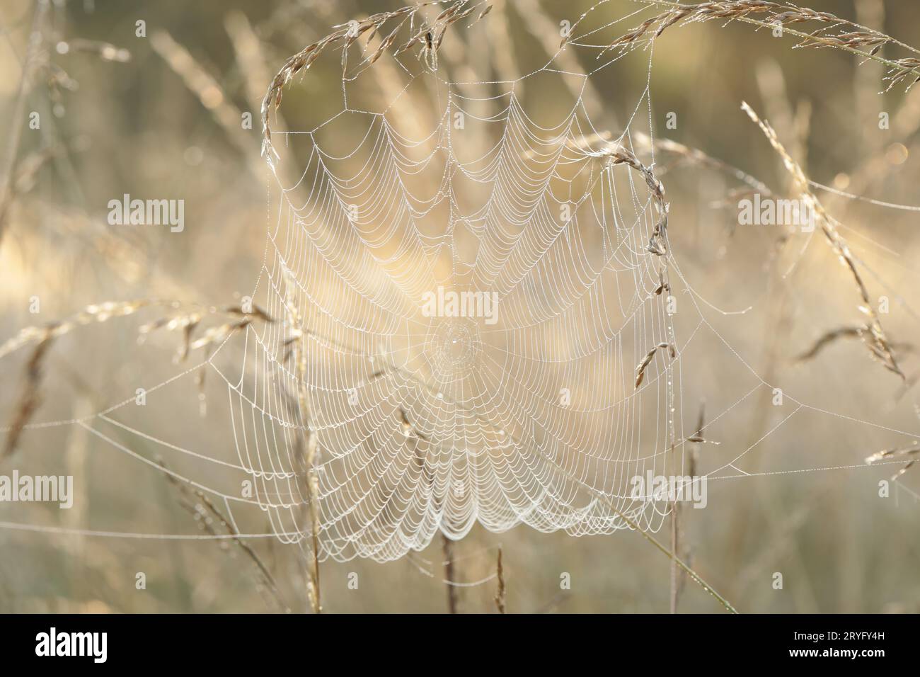 Reed grass spider web hi-res stock photography and images - Alamy