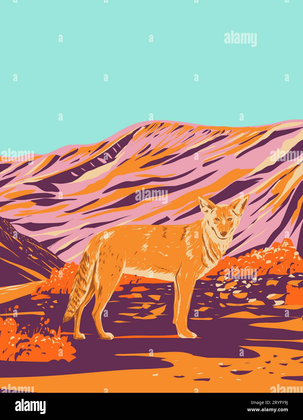 Coyote in Death Valley National Park in the California Nevada Border ...