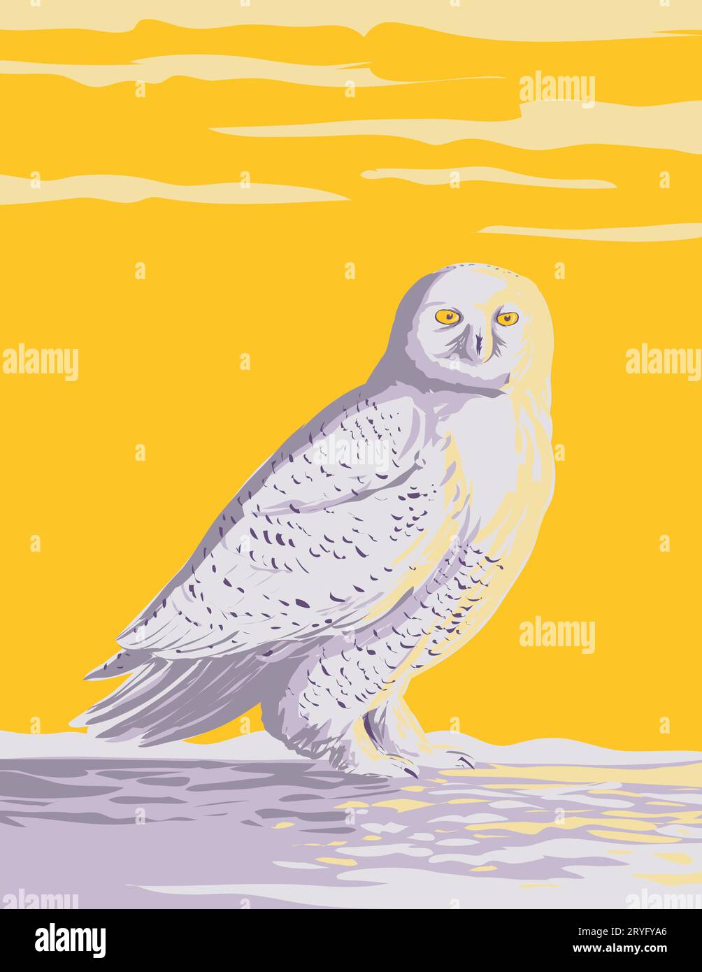 Snowy Owl Polar Owl White Owl or Arctic Owl in the Tundra of the Arctic ...