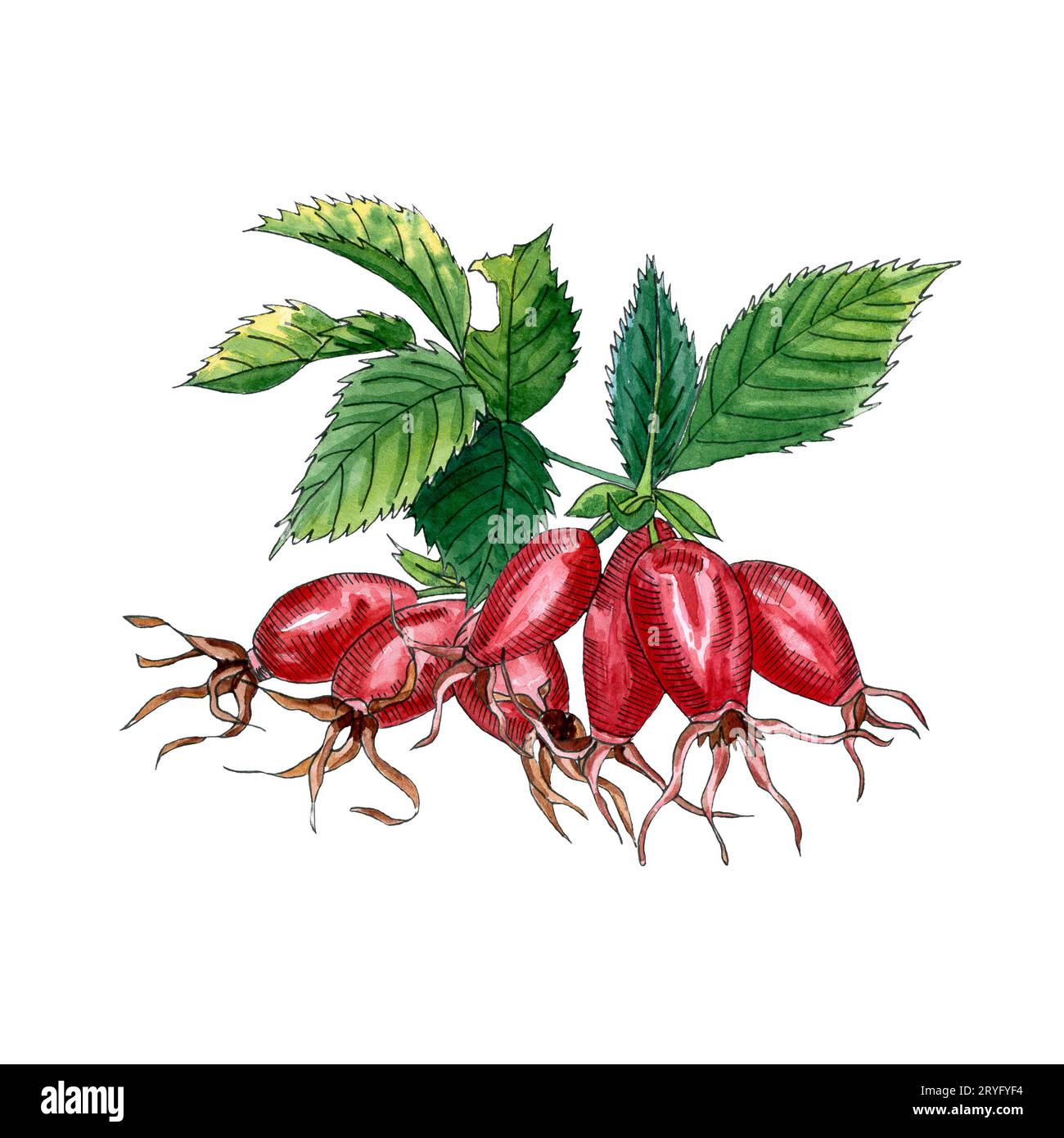 Rose hip drawing hi-res stock photography and images - Alamy
