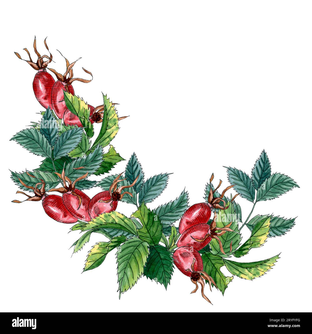 Rose hip drawing hi-res stock photography and images - Alamy