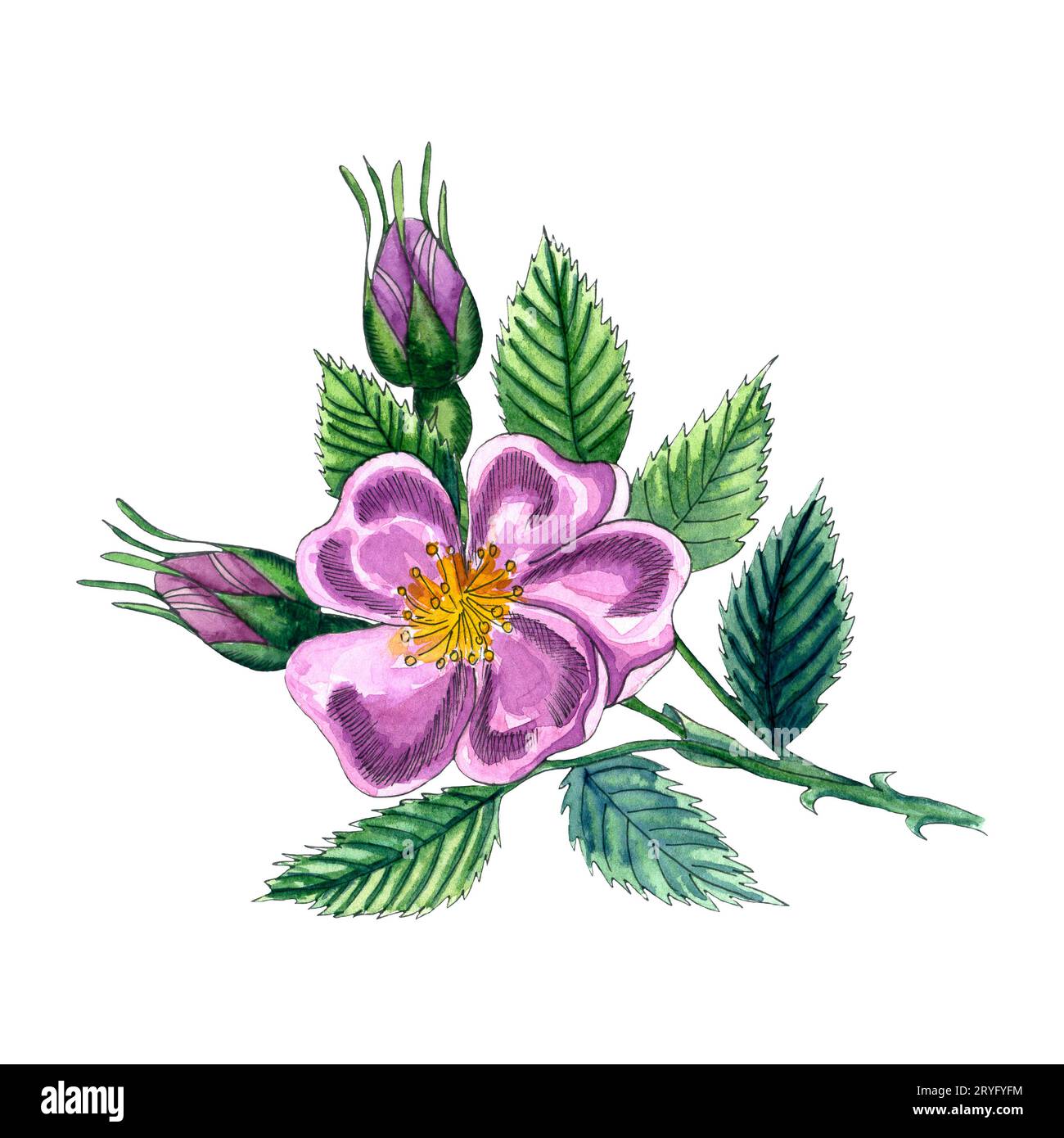 Watercolor illustration with dog rose. Eglantine flower with leaves and ...