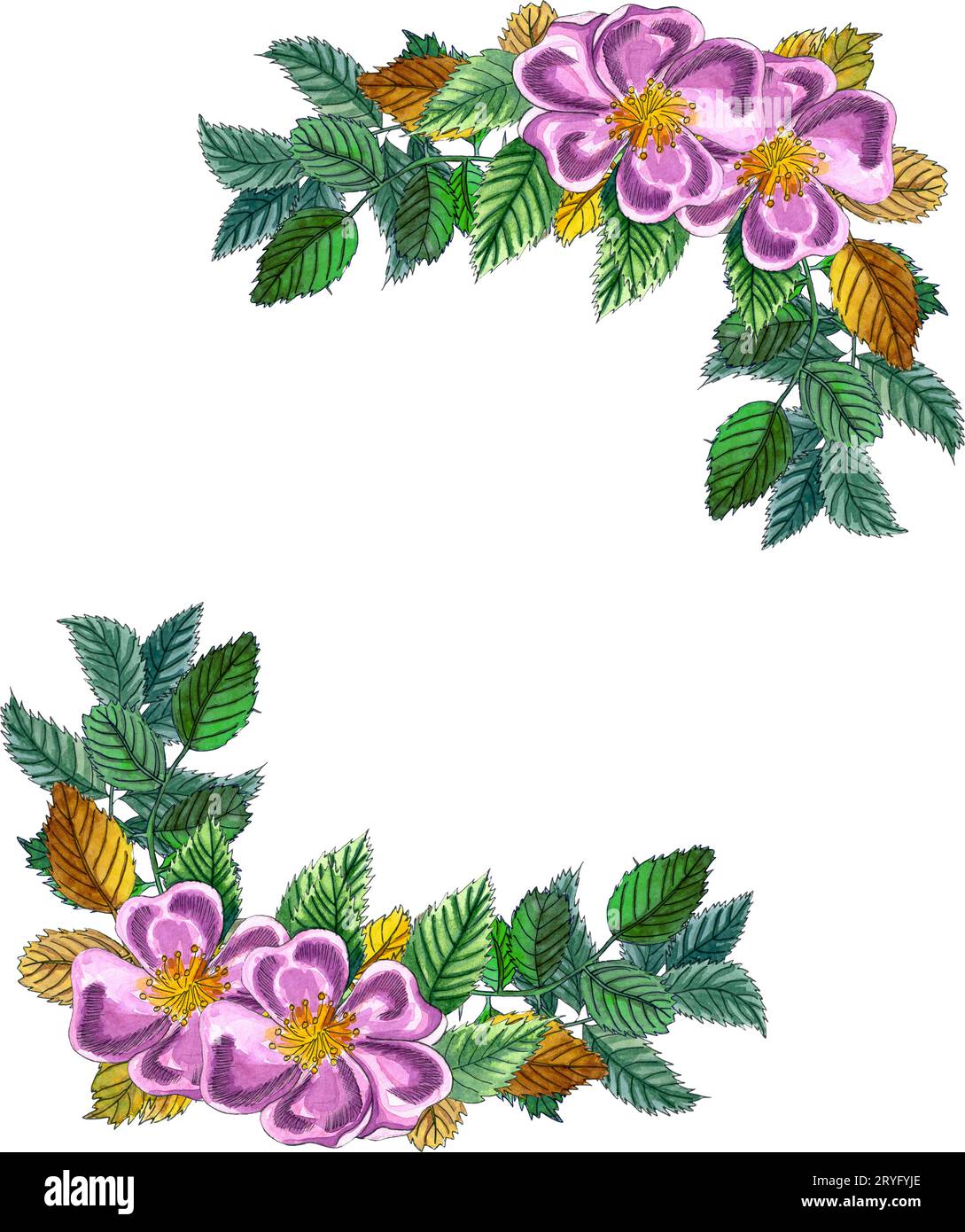 Square frame flower bud Cut Out Stock Images & Pictures - Alamy