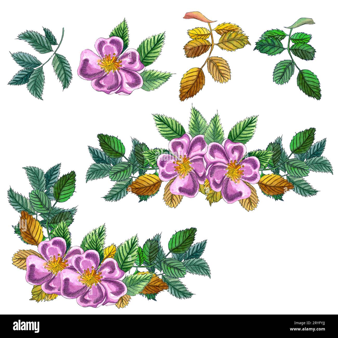 Square bloom Cut Out Stock Images & Pictures - Alamy