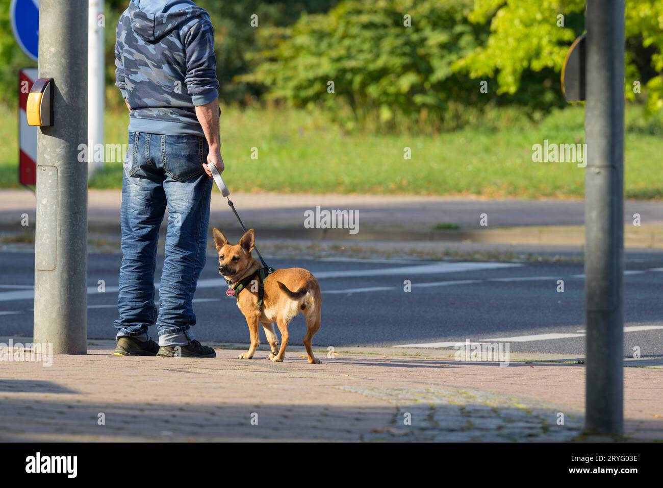 A dog walks with master Stock Photo - Alamy