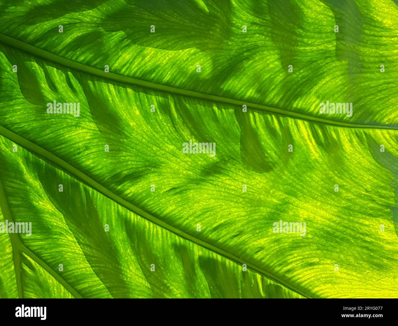 Green leaf texture extreme close hi-res stock photography and images ...