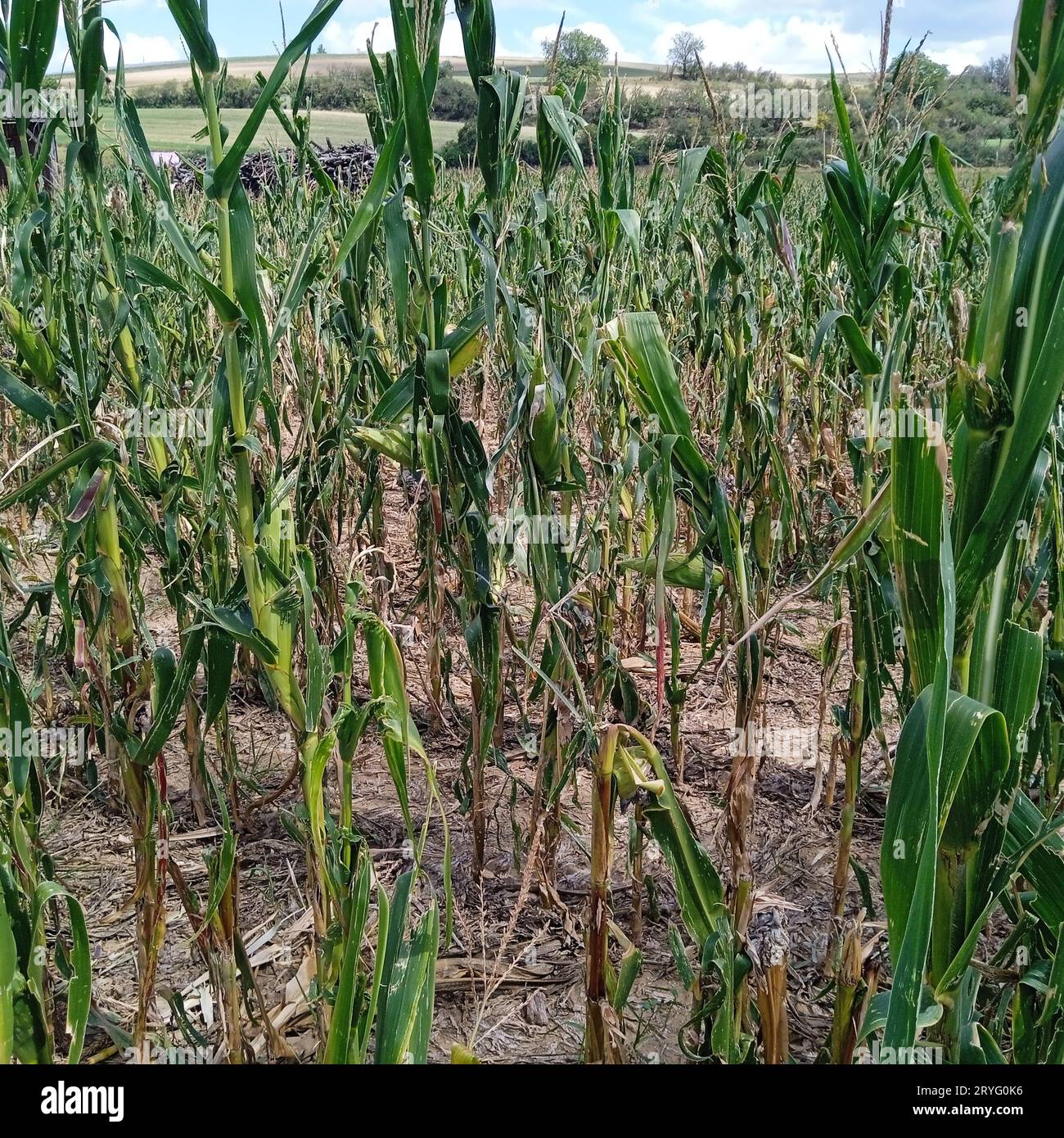 Corn plant damage hi-res stock photography and images - Alamy