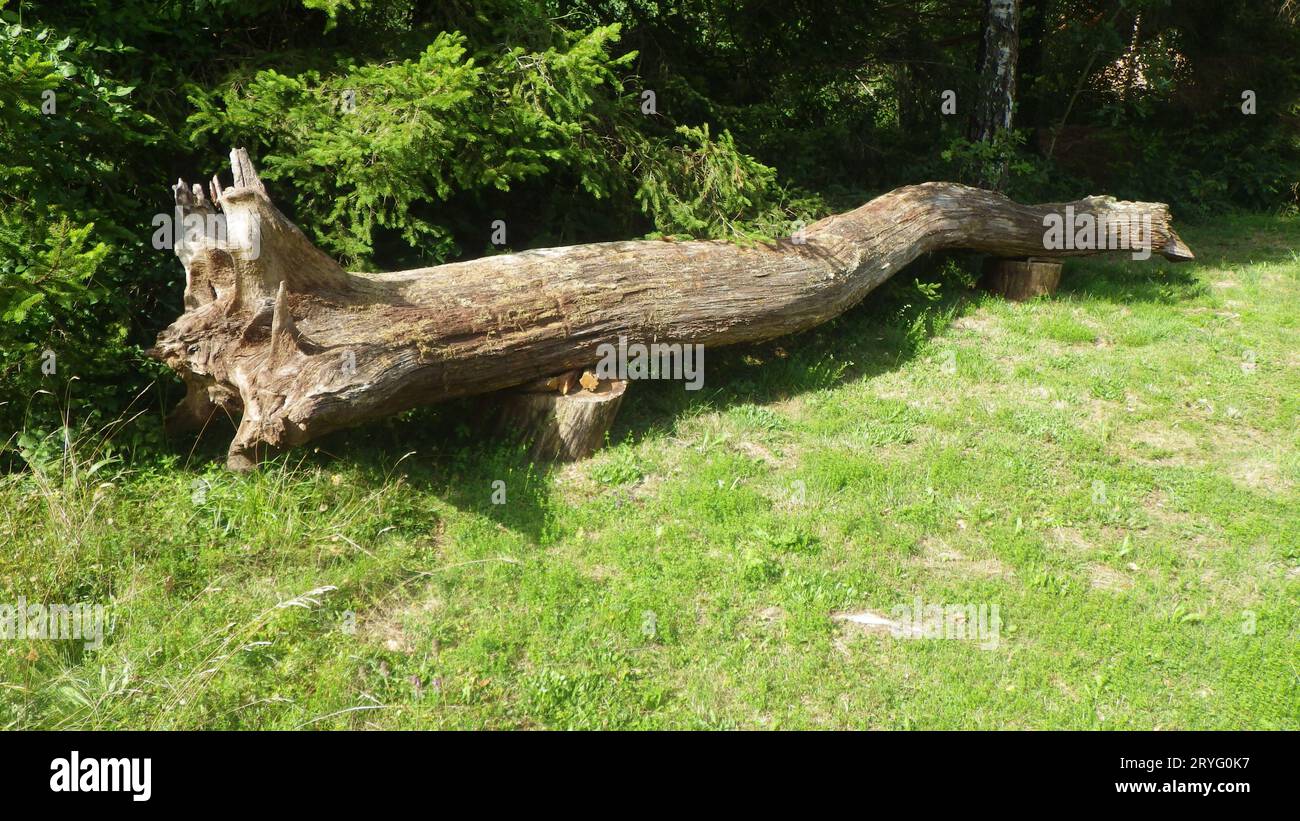 The stump of a tree Stock Photo - Alamy