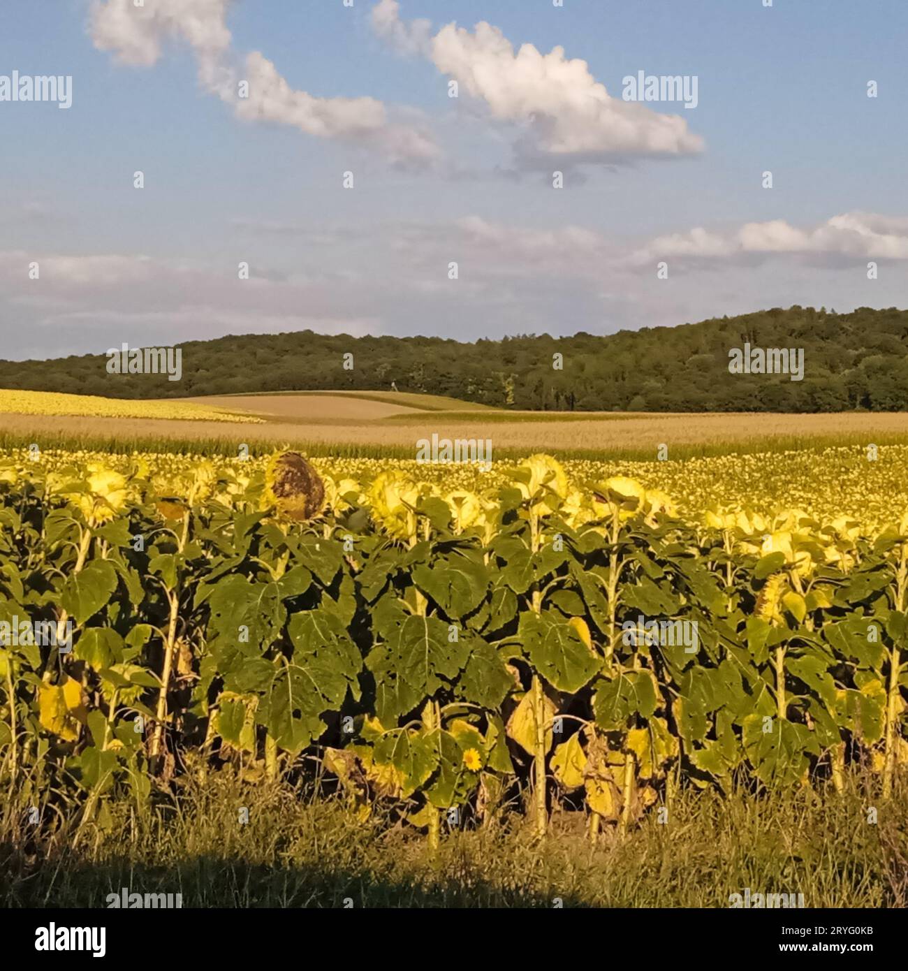 Yellow sunflower field crop crops hi-res stock photography and images ...