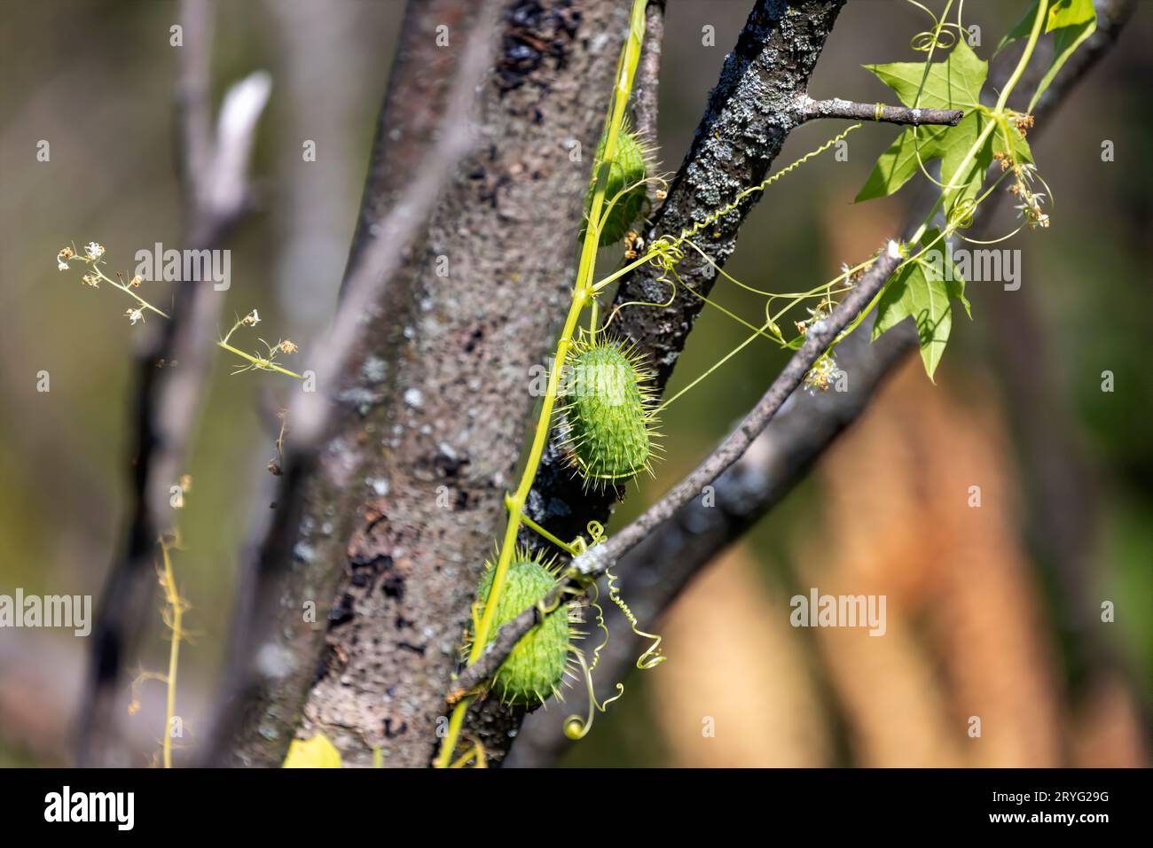 Maxixe hi-res stock photography and images - Alamy