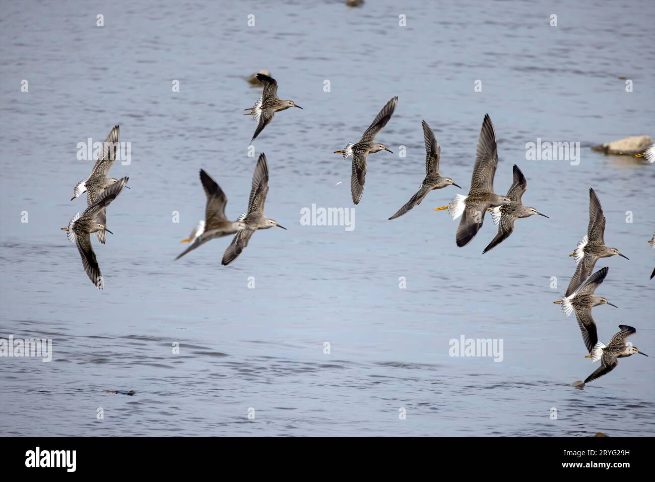 Flock of shorebirds in flight Stock Photo - Alamy