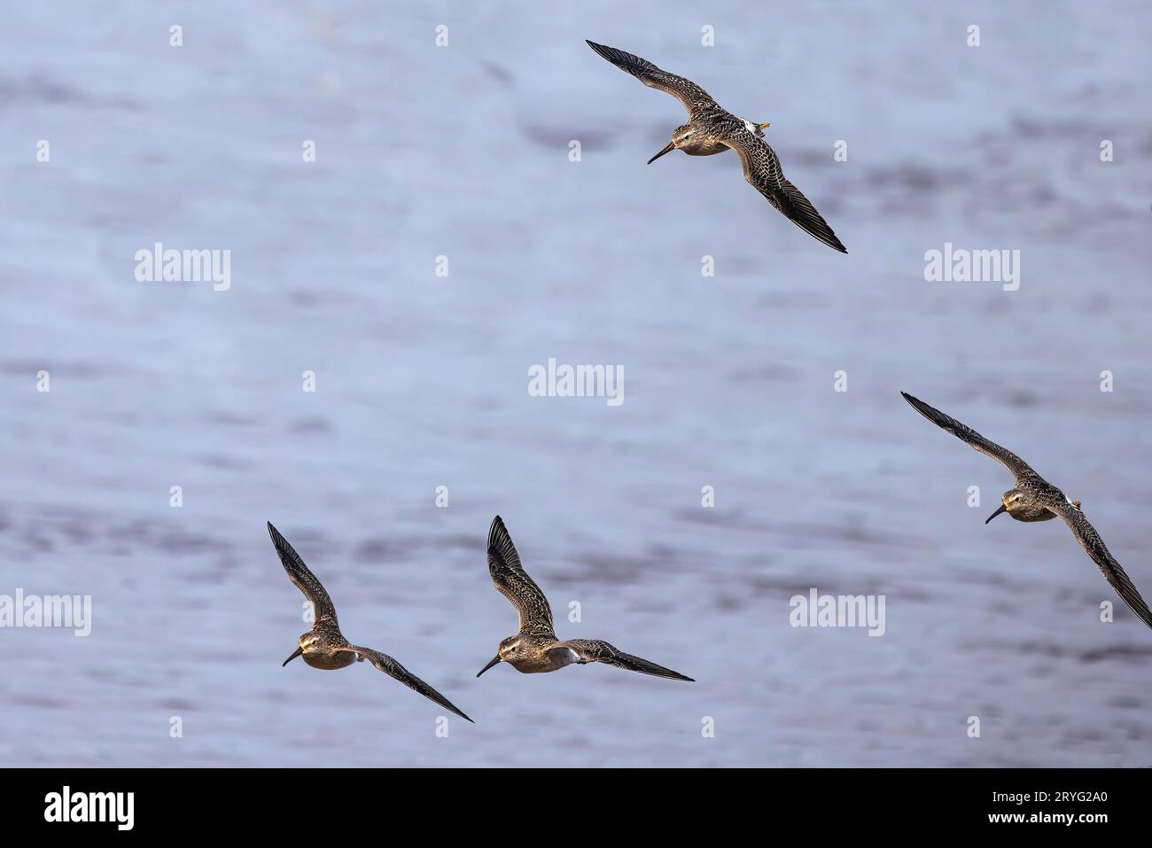 Shorebirds in flight hi-res stock photography and images - Alamy