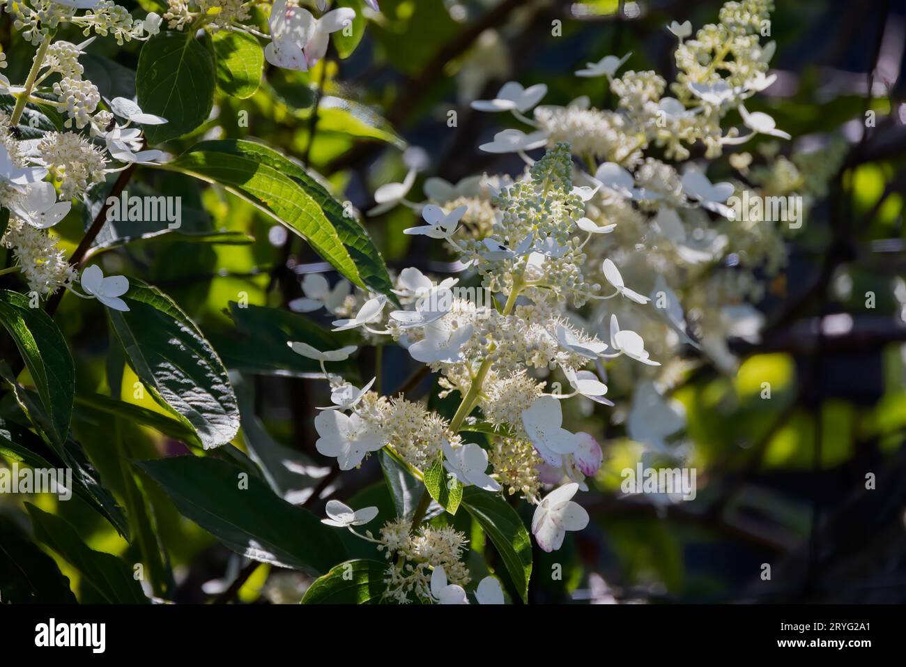Pinky Winky Panicle Hydrangea (Hydrangea paniculata Stock Photo - Alamy