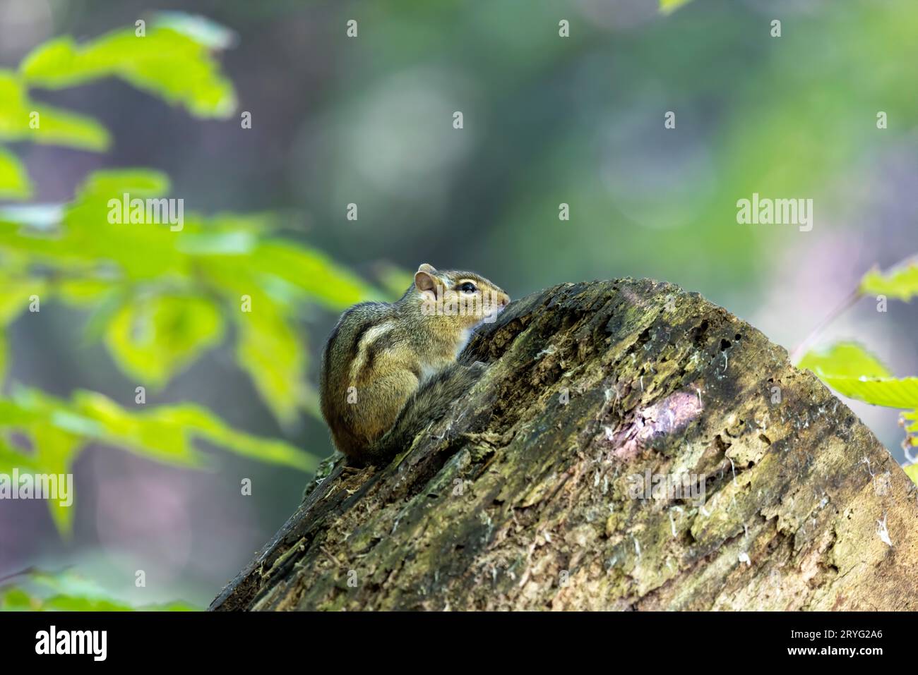 The eastern chipmunk (Tamias striatus Stock Photo - Alamy