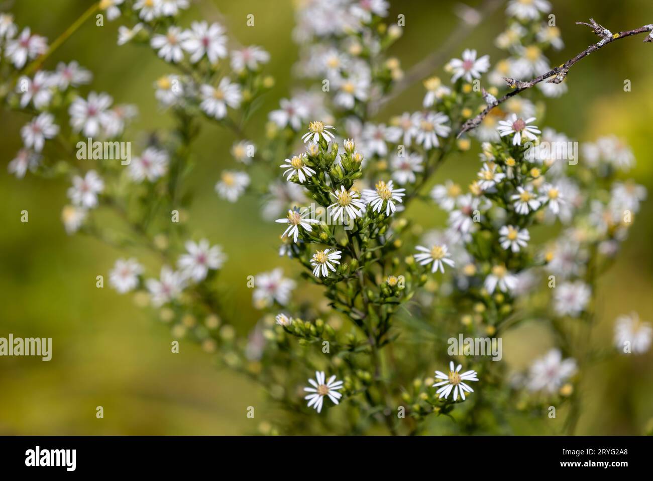 Callico hi-res stock photography and images - Alamy