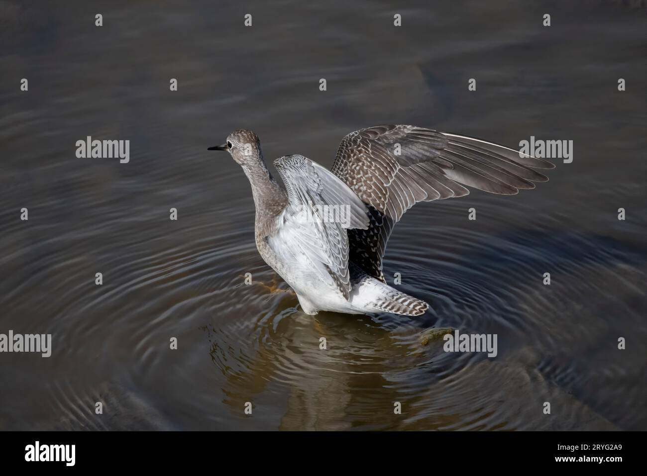 Waders flock america hi-res stock photography and images - Alamy