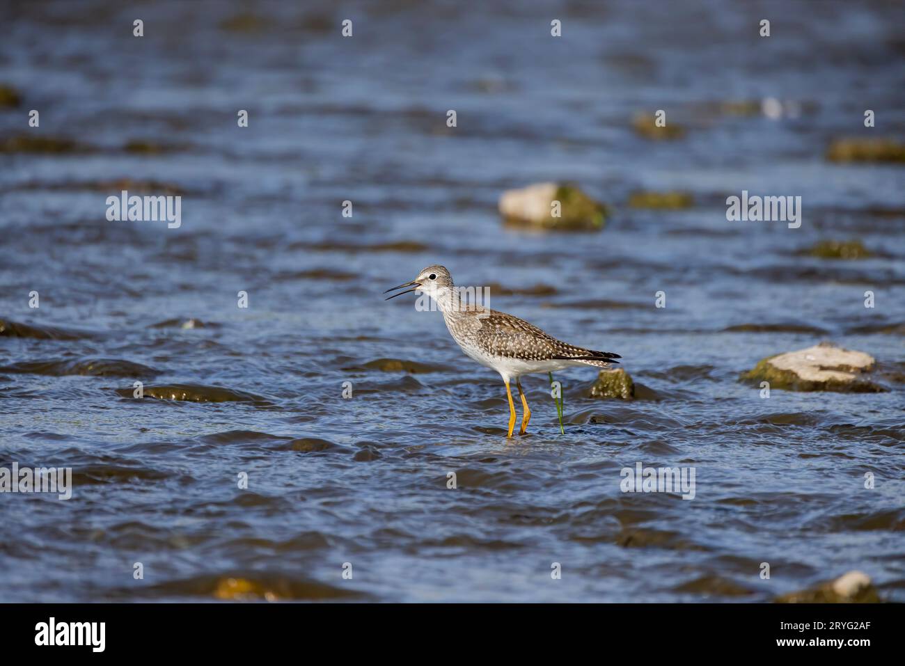 Flight of shorebirds hi-res stock photography and images - Alamy