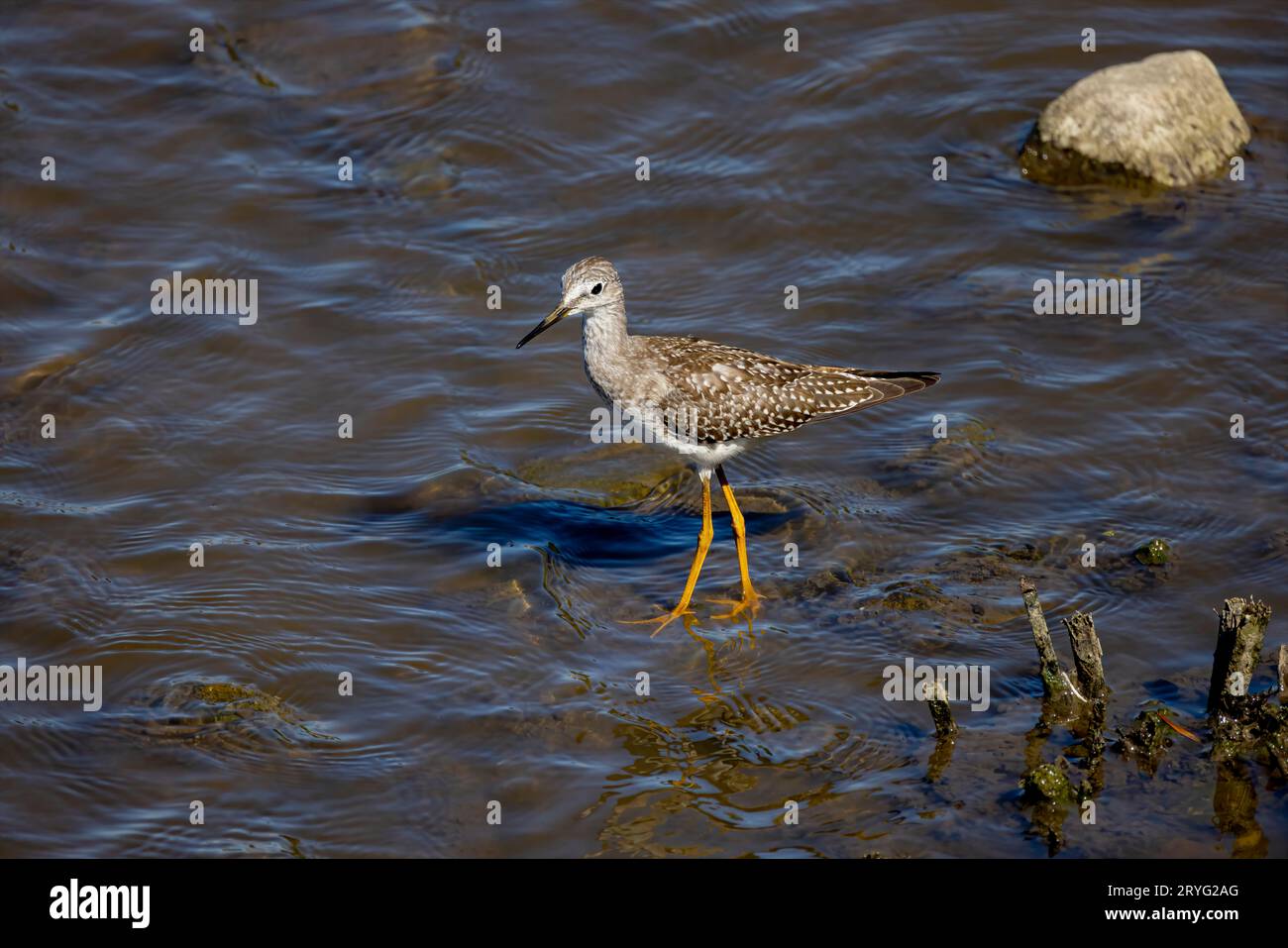 The lesser yellowlegs (Tringa flavipes Stock Photo - Alamy