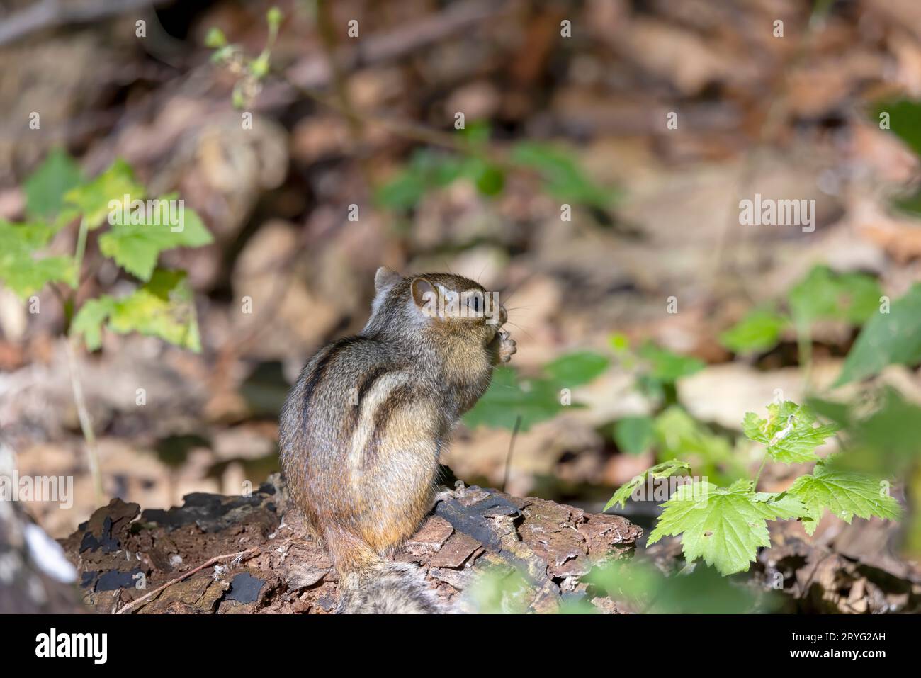 The eastern chipmunk (Tamias striatus) in the park Stock Photo - Alamy