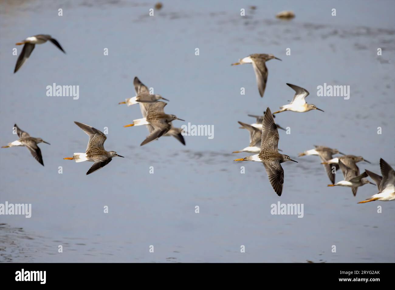 Flock of shorebirds in flight Stock Photo - Alamy