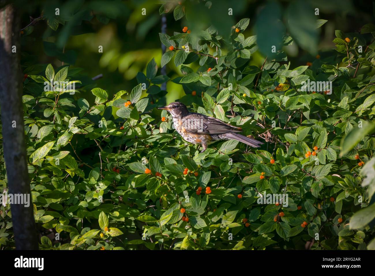The American robin (Turdus migratorius Stock Photo - Alamy