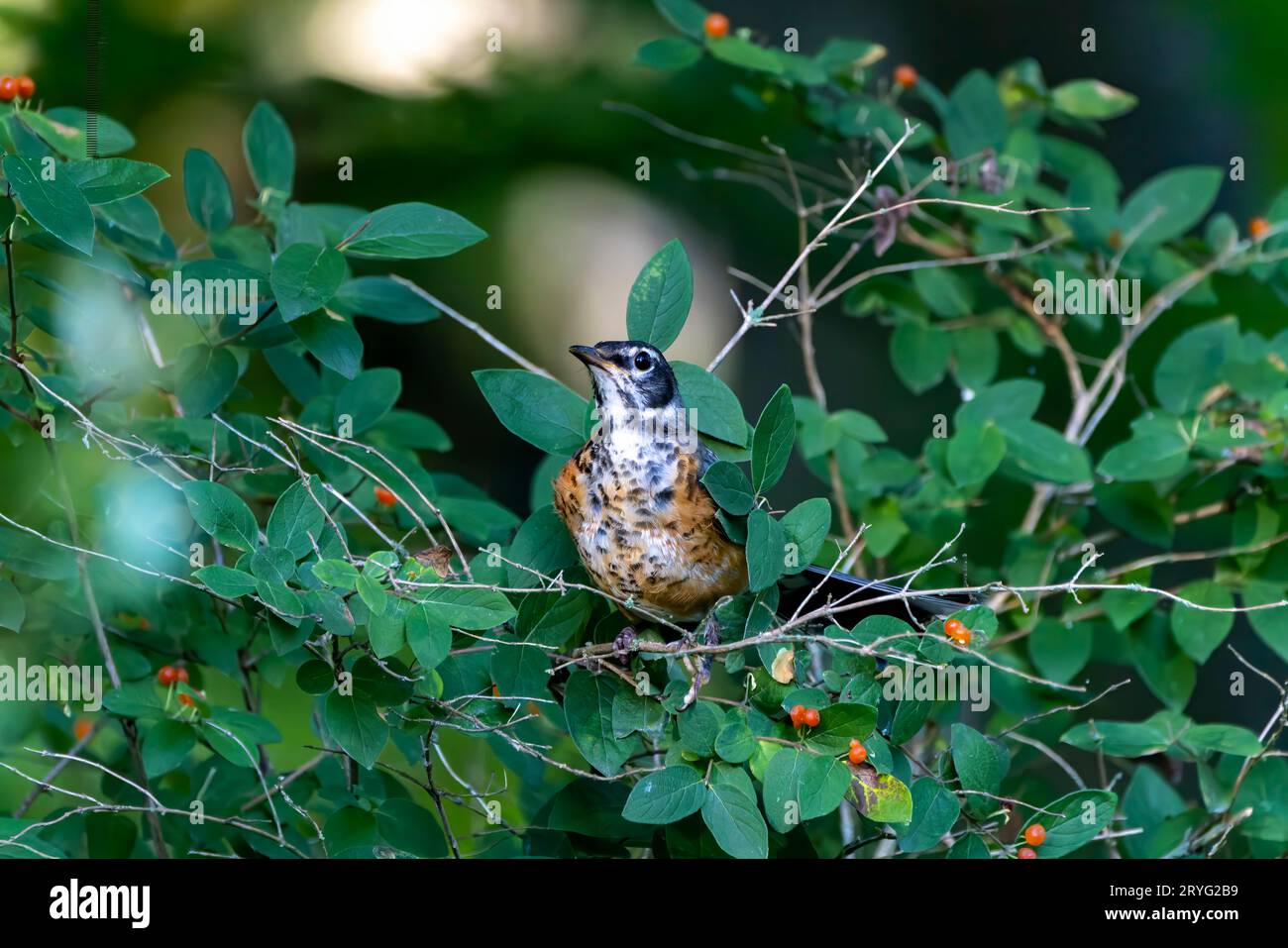American robin (Turdus migratorius Stock Photo - Alamy