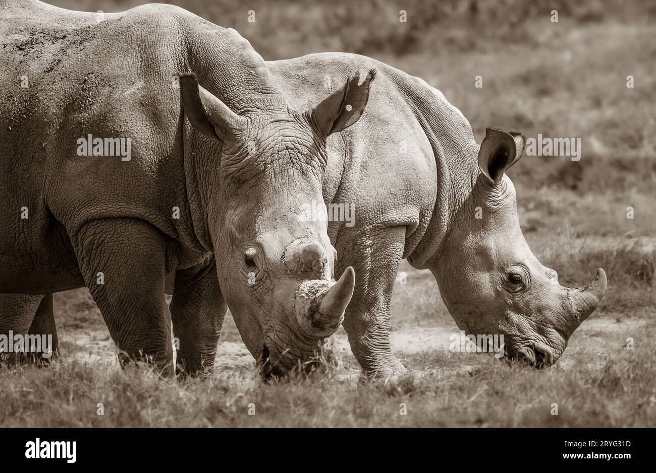 Close-up portrait of two rhinoceroses standing side by side ...