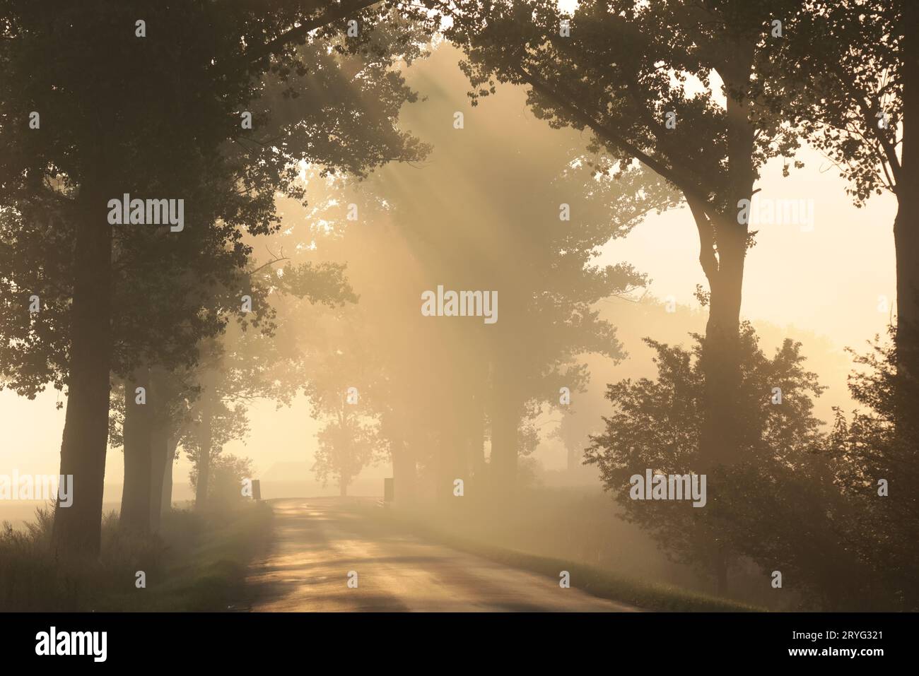 Country road at dawn Stock Photo - Alamy