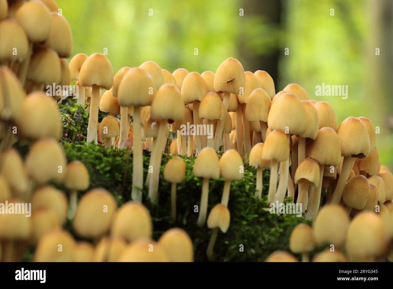 Decoration with mushrooms as trees hi-res stock photography and images ...