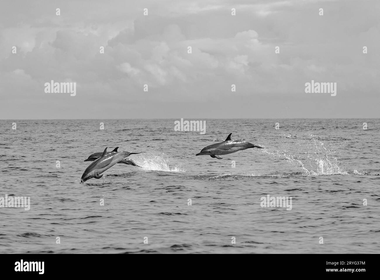 Stenella dolphins of Mayotte lagoon Indian Ocean Stock Photo - Alamy