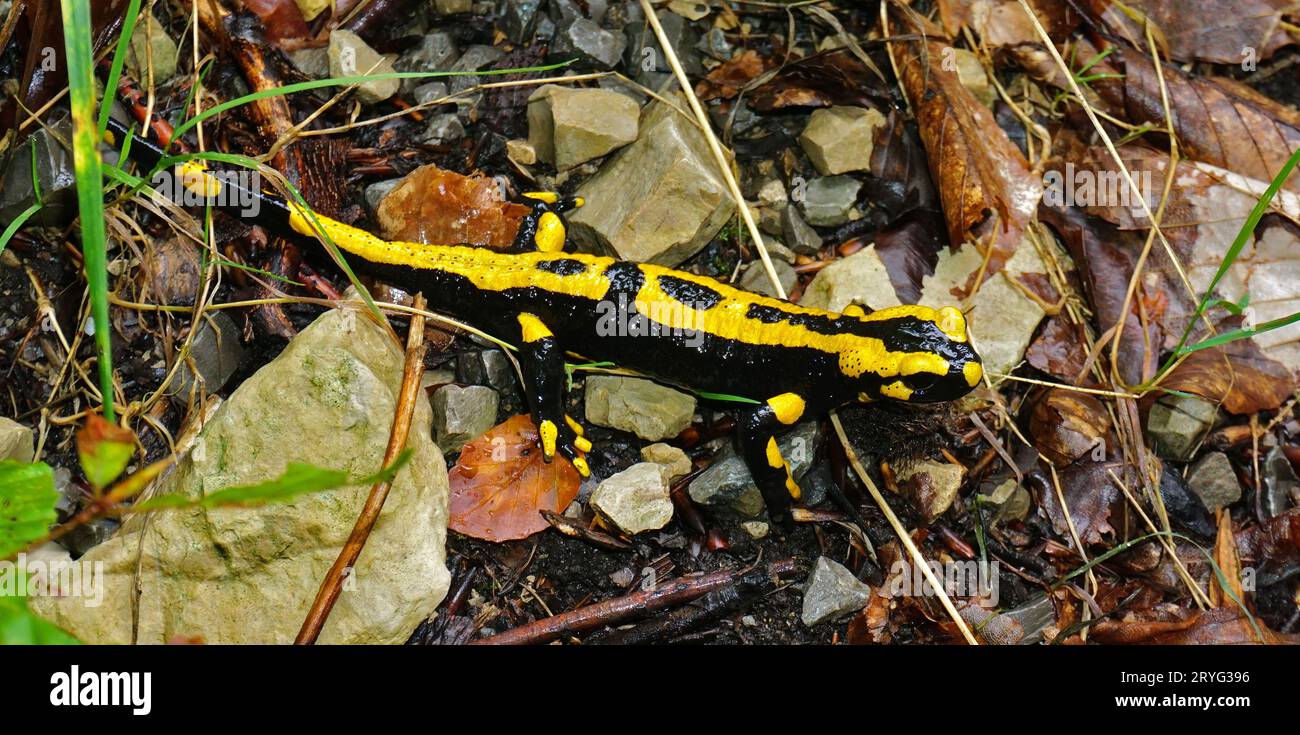 Fire salamander; spotted salamander Stock Photo - Alamy