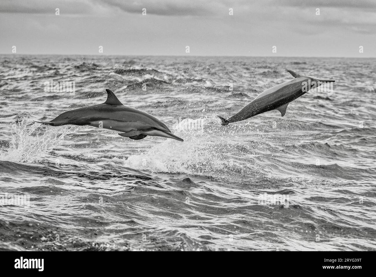 Stenella dolphins of Mayotte lagoon Indian Ocean Stock Photo - Alamy