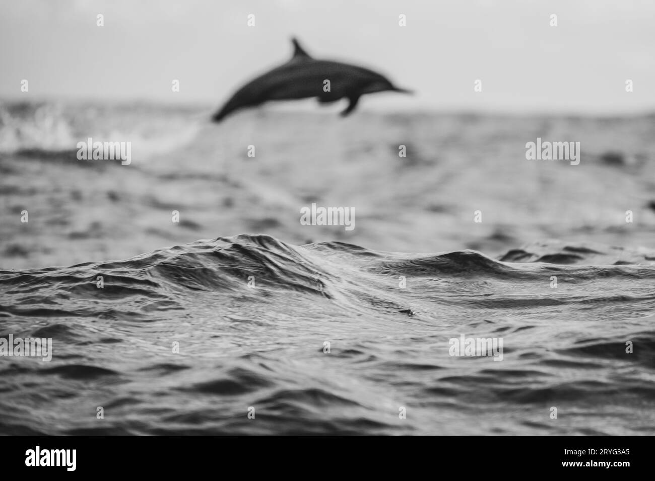 Stenella dolphins of Mayotte lagoon Indian Ocean Stock Photo - Alamy