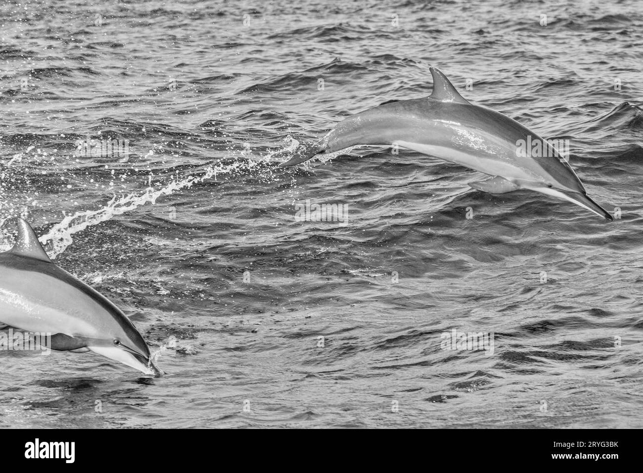 Stenella dolphins of Mayotte lagoon Indian Ocean Stock Photo - Alamy