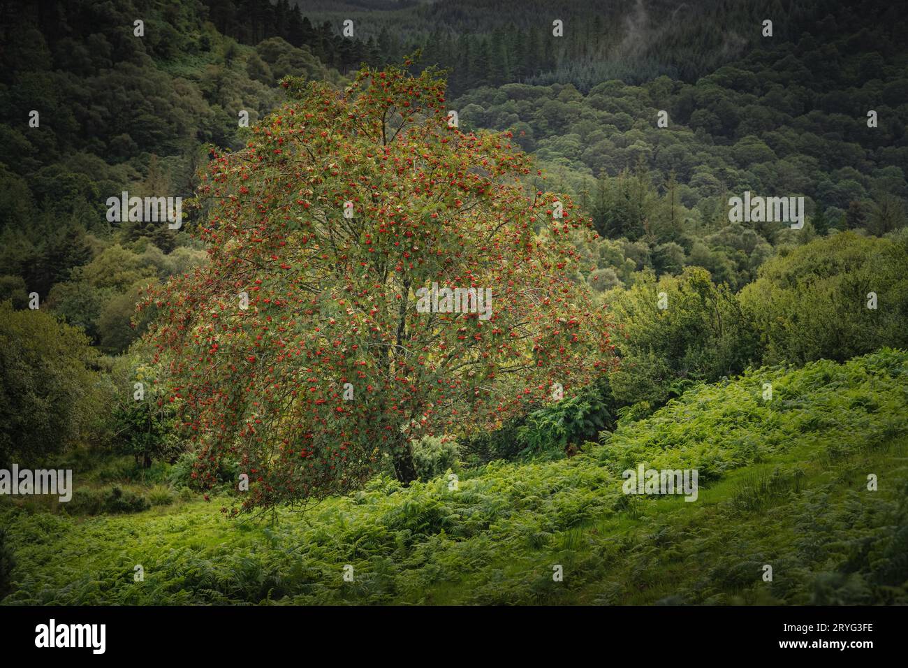 Majestic old tree illuminated by sunlight in Glendalough forest ...