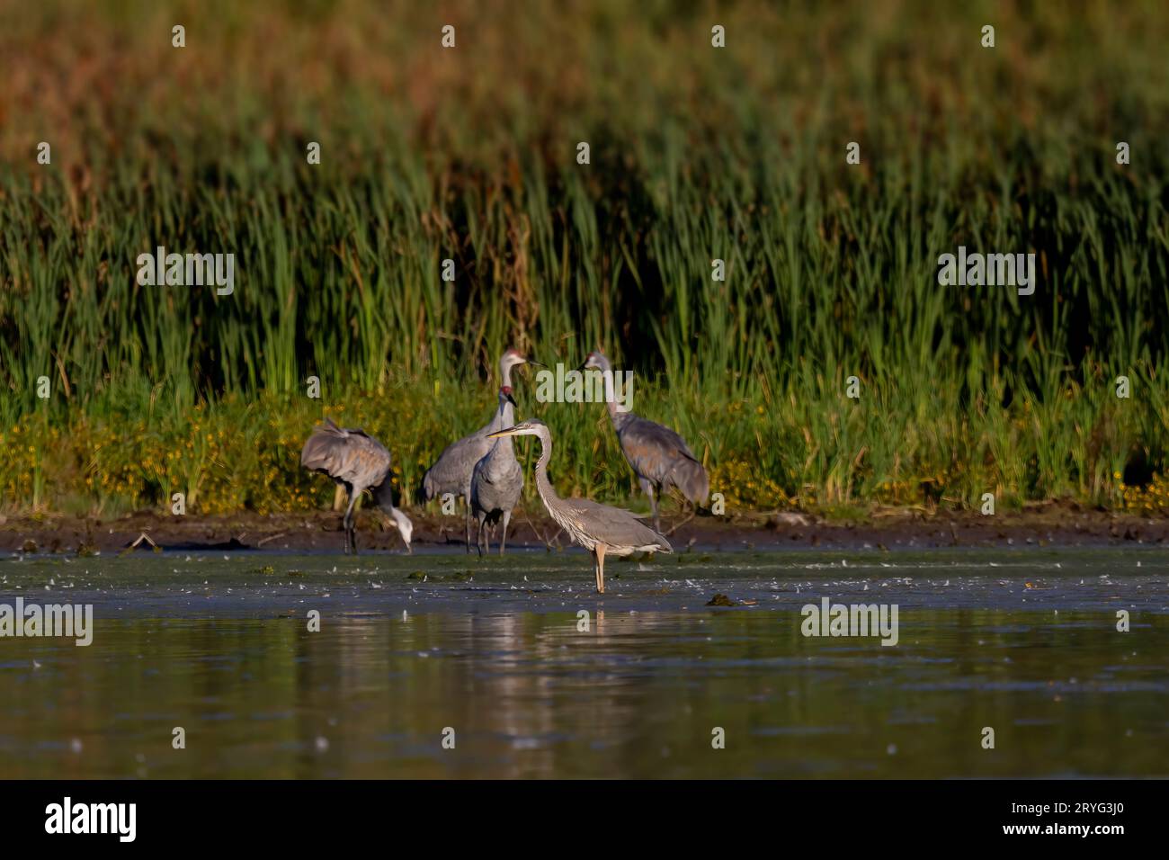 Sandhill crane bosque del apache water hi-res stock photography and ...