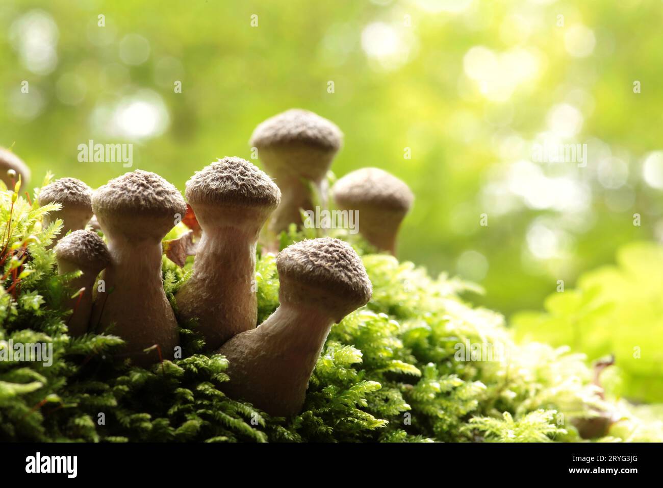 Decoration with mushrooms as trees hi-res stock photography and images ...